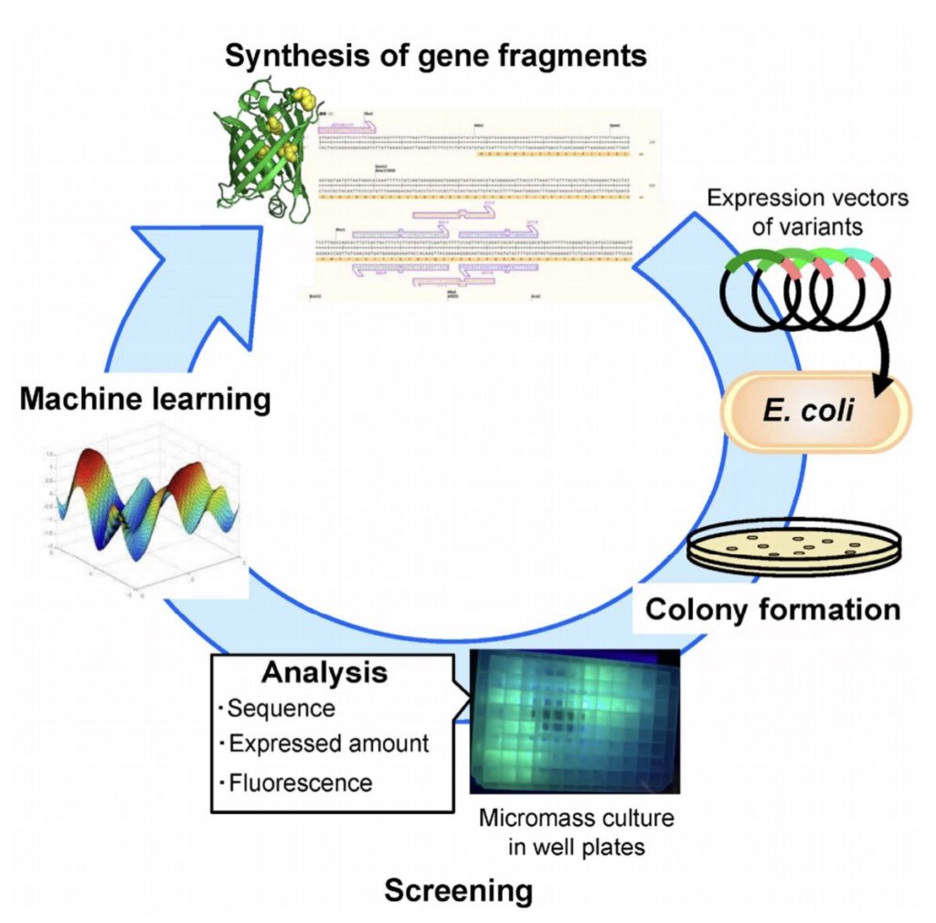 Revolutionizing Synthetic Biology: AI's Transformative Impact on ...